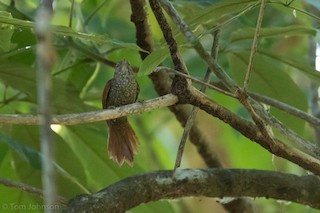 Scaled Spinetail - Cranioleuca muelleri - Birds of the World