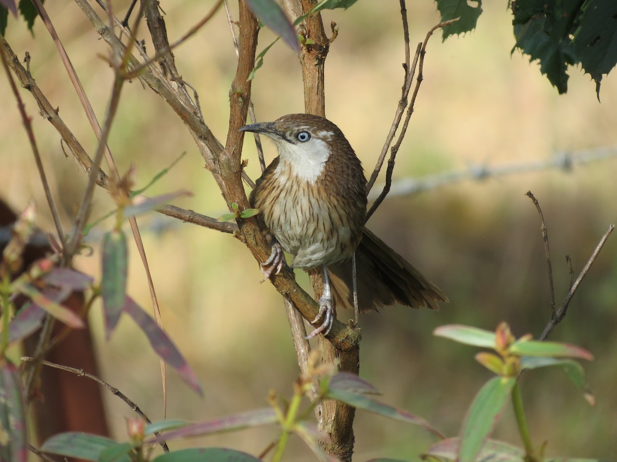 Spiny Babbler - Turdoides nipalensis - Birds of the World
