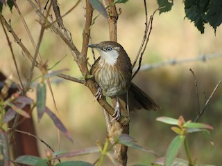 Spiny Babbler - Turdoides nipalensis - Birds of the World