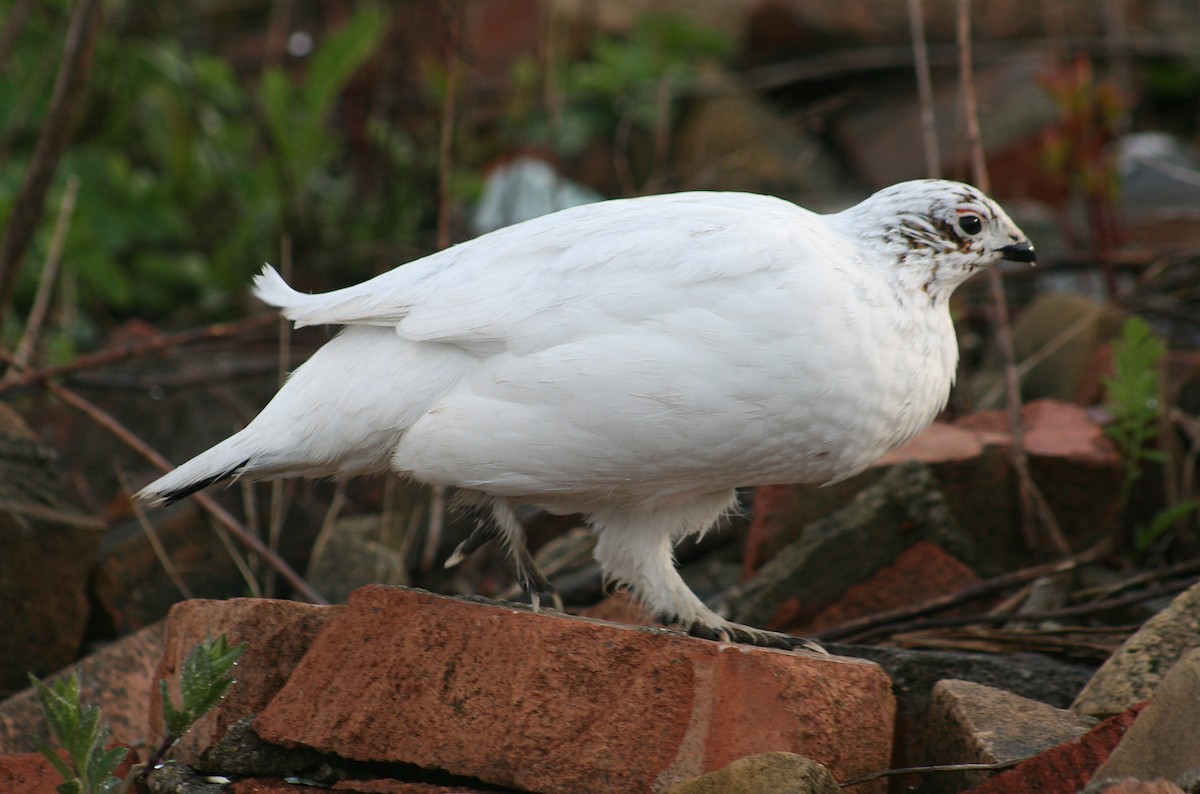 eBird Checklist - 13 May 2017 - Tommy Thompson Park - 40 species