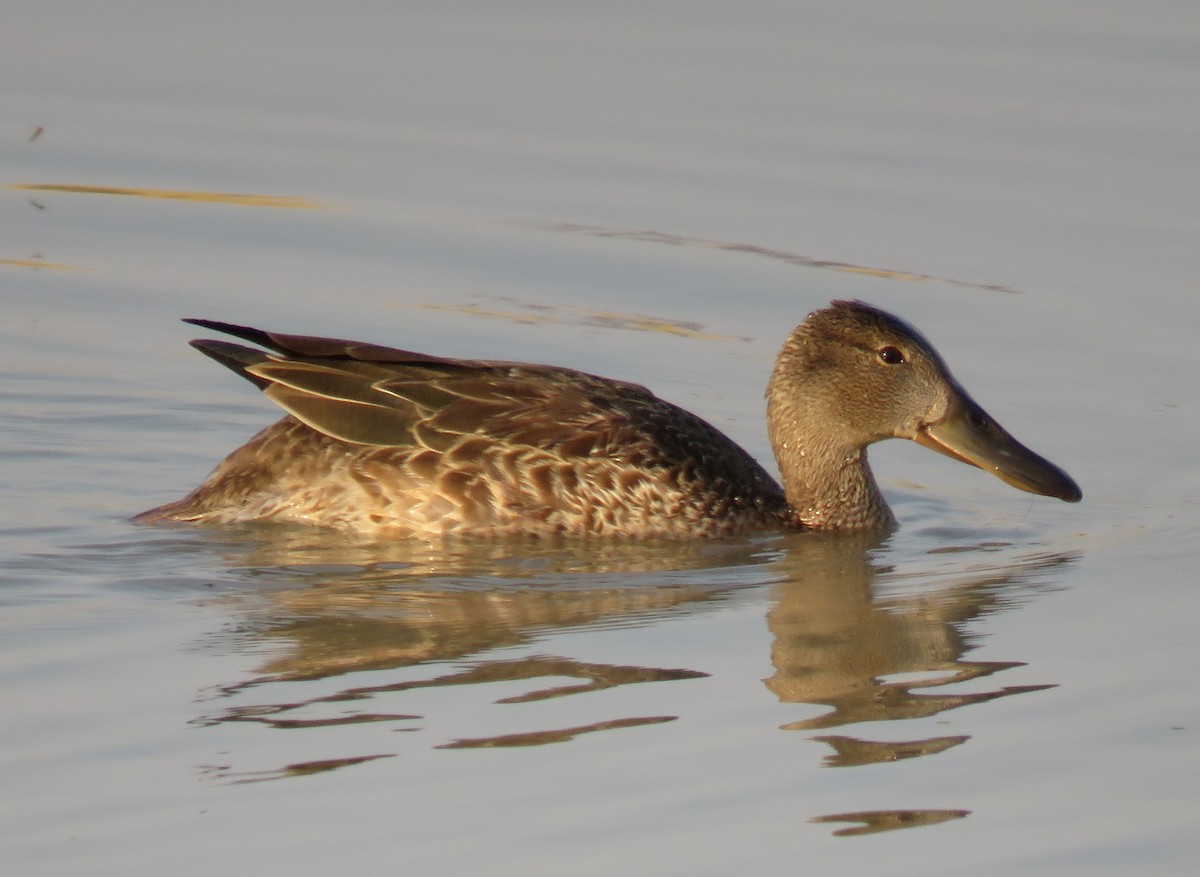 eBird Checklist - 20 Aug 2017 - Shiloh Conservation Area - 31 species (+7 other taxa)