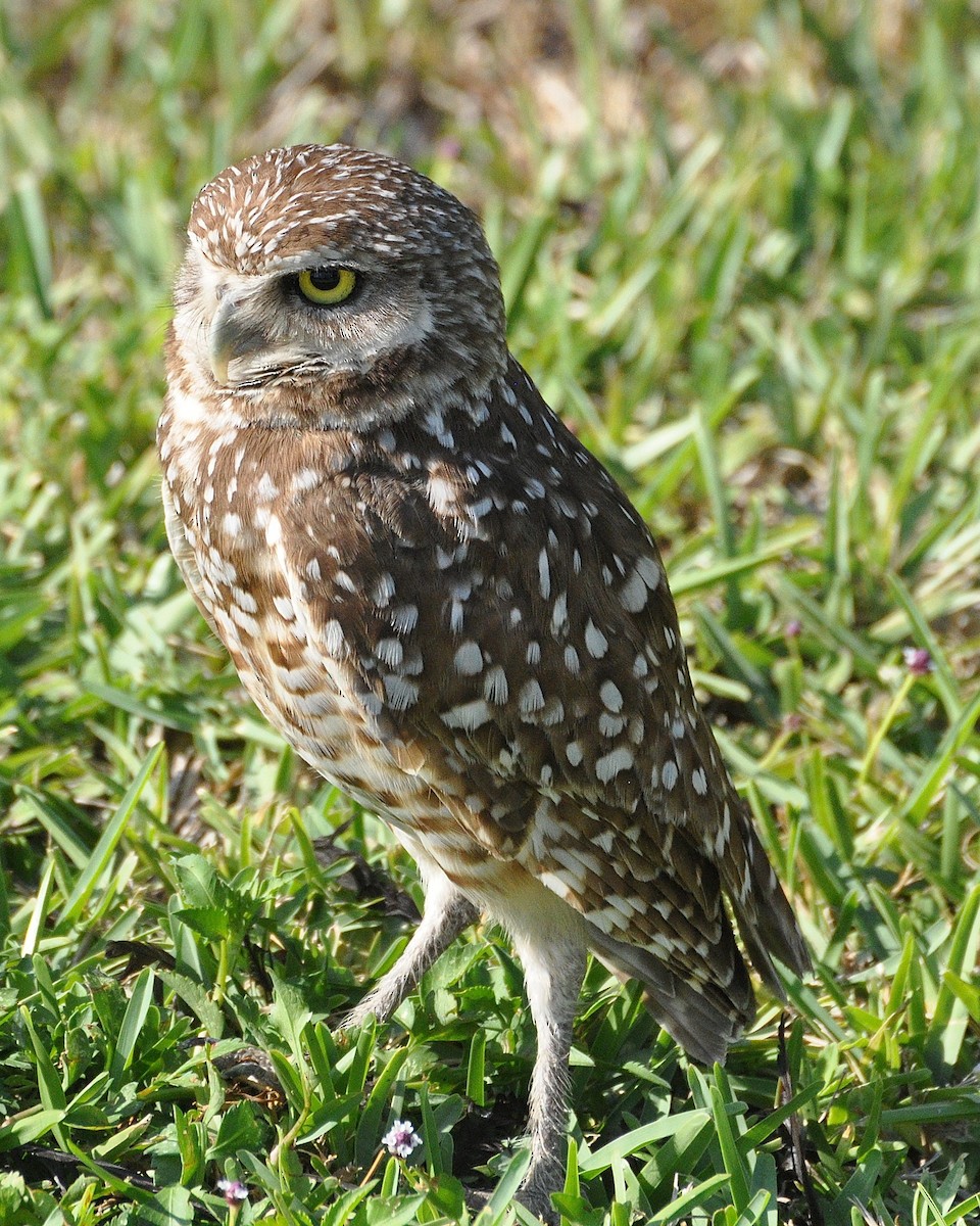 eBird Checklist - 15 May 2017 - 1038 Ocean Ave - 1 species eBird Checklist - 15 May 2017 - 1038 Ocean Ave - 1 species