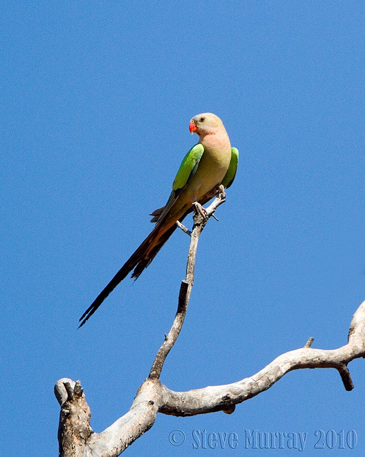 eBird Checklist - 24 Nov 2010 - Haasts Bluff Aboriginal Land Trust - 26 ...