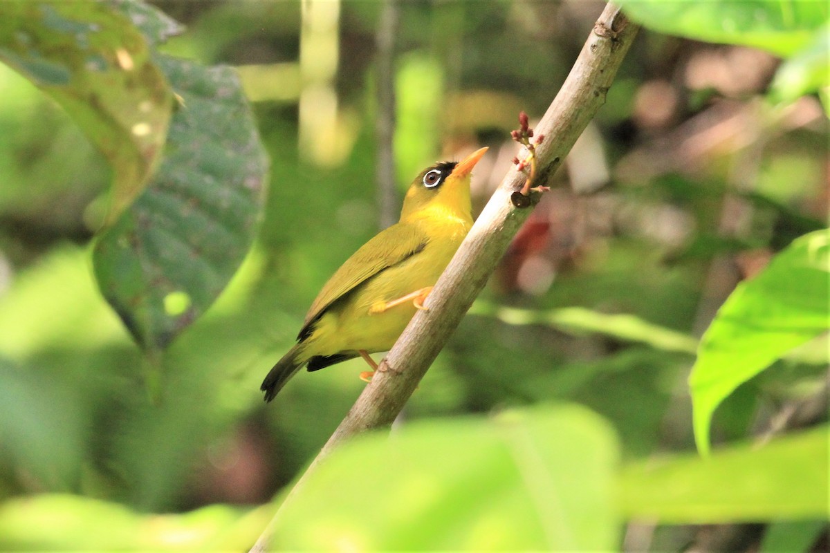 Splendid White-eye - Zosterops luteirostris - Birds of the World