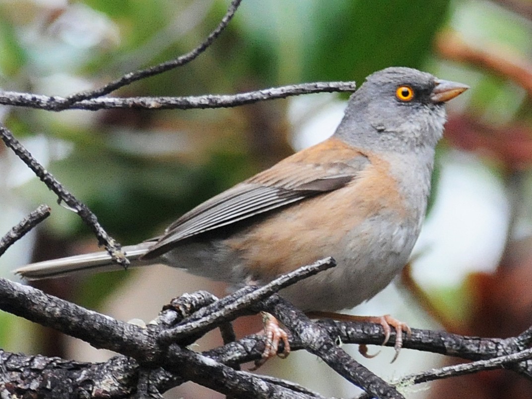 Baird's Junco - eBird