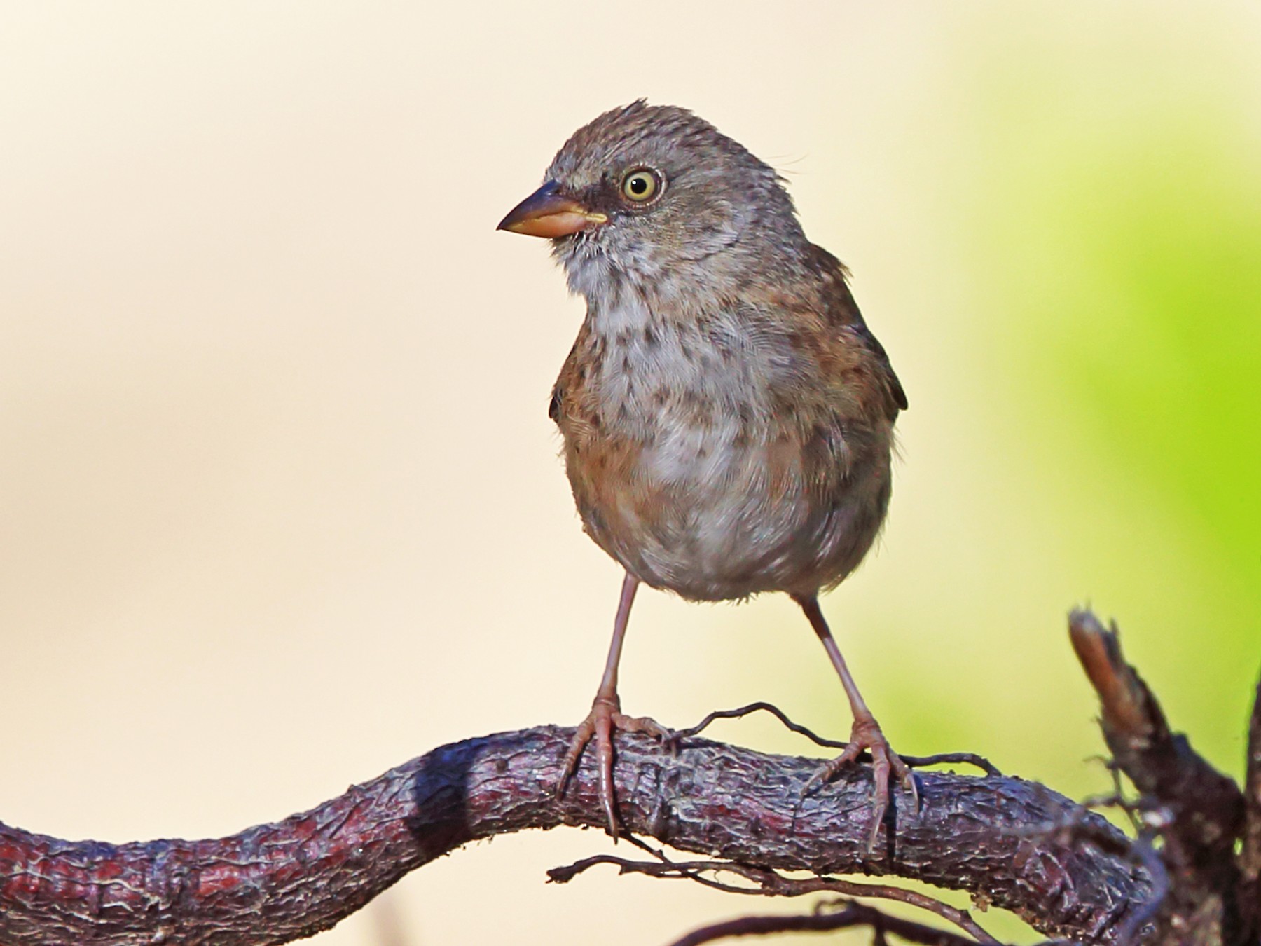 Baird's Junco - eBird