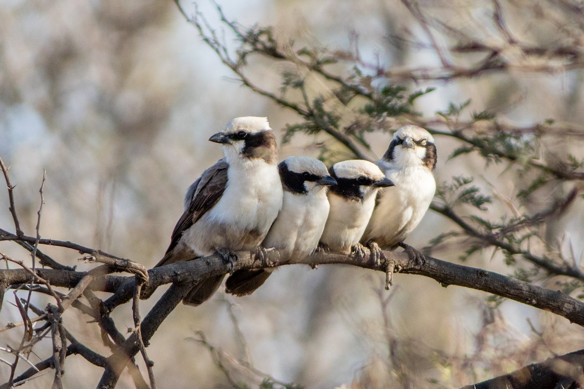 White-crowned Shrike - Eurocephalus anguitimens - Birds of the World