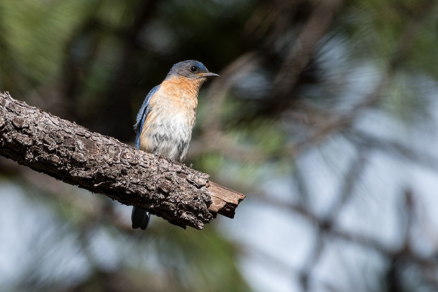 Eastern Bluebird (Mexican) - eBird