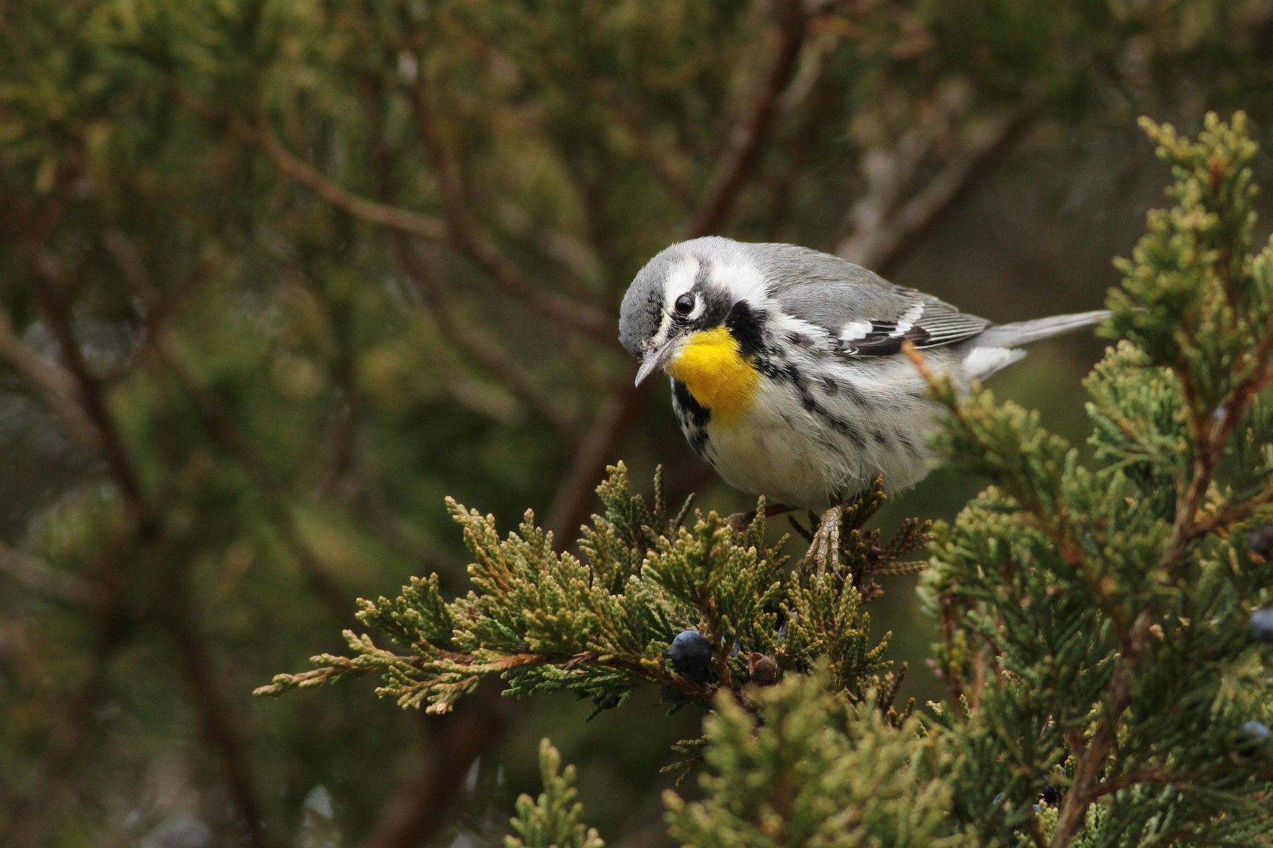 Yellow-throated Warbler (albilora) - eBird