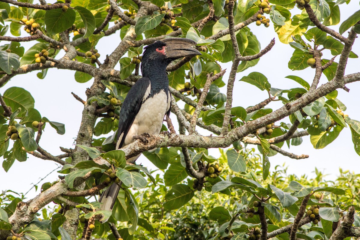 Trumpeter Hornbill - Bycanistes bucinator - Birds of the World