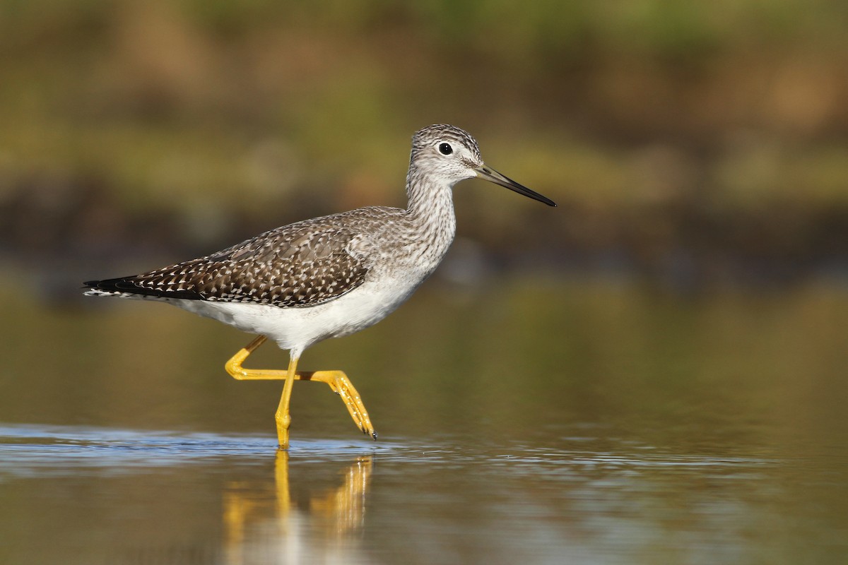 Greater Yellowlegs - eBird