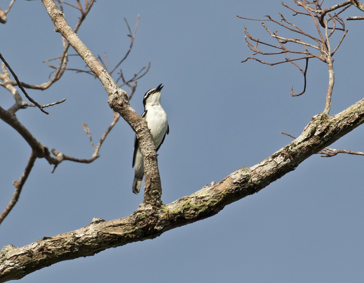 White-rumped Triller - Lalage leucopygialis - Birds of the World