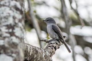 Ashy Flycatcher - Fraseria caerulescens - Birds of the World