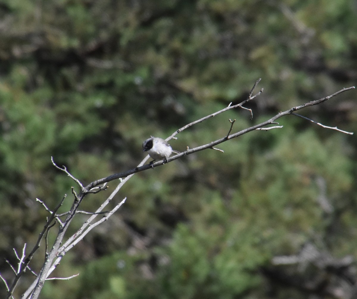 eBird Checklist - 19 Aug 2017 - Sierra de Santa Rosa - 3 species