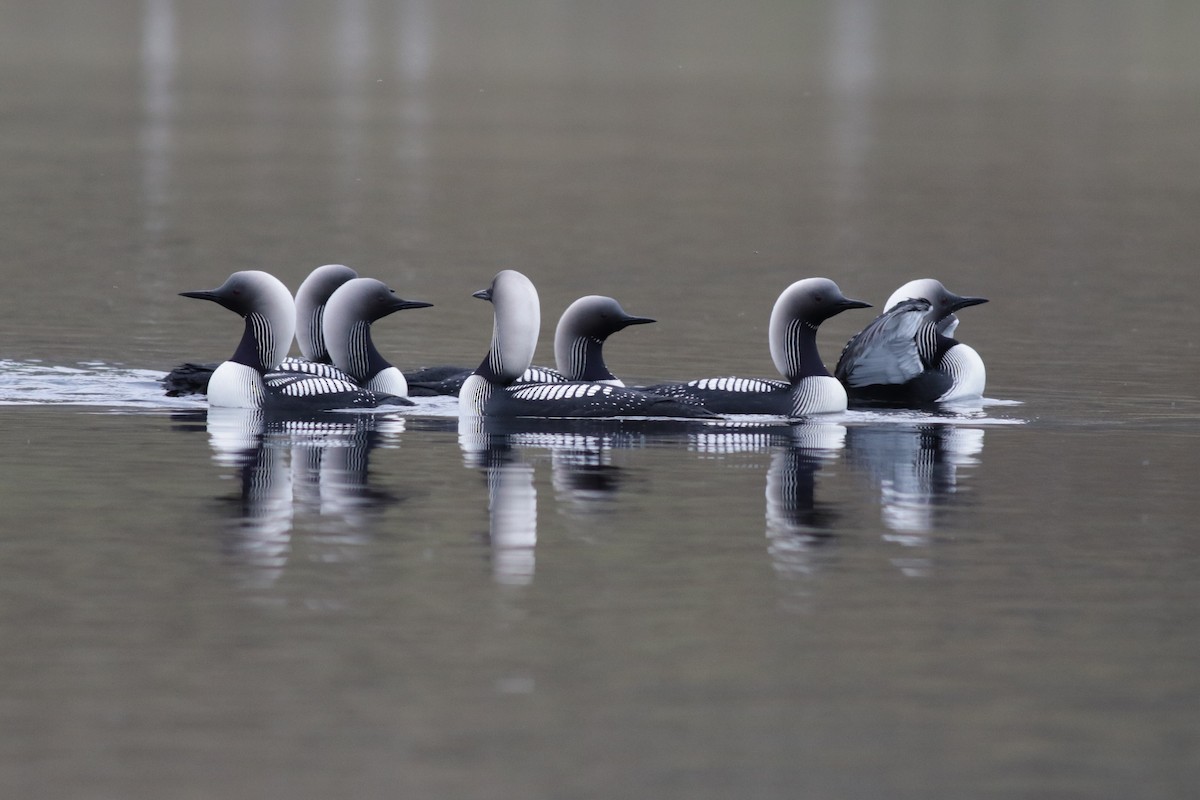 Pacific Loon - Gavia pacifica - Media Search - Macaulay Library and eBird