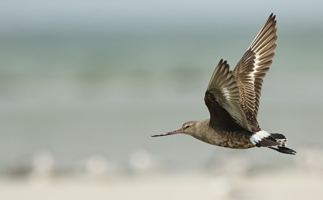 Mass Audubon eBird - Discover a new world of birding...
