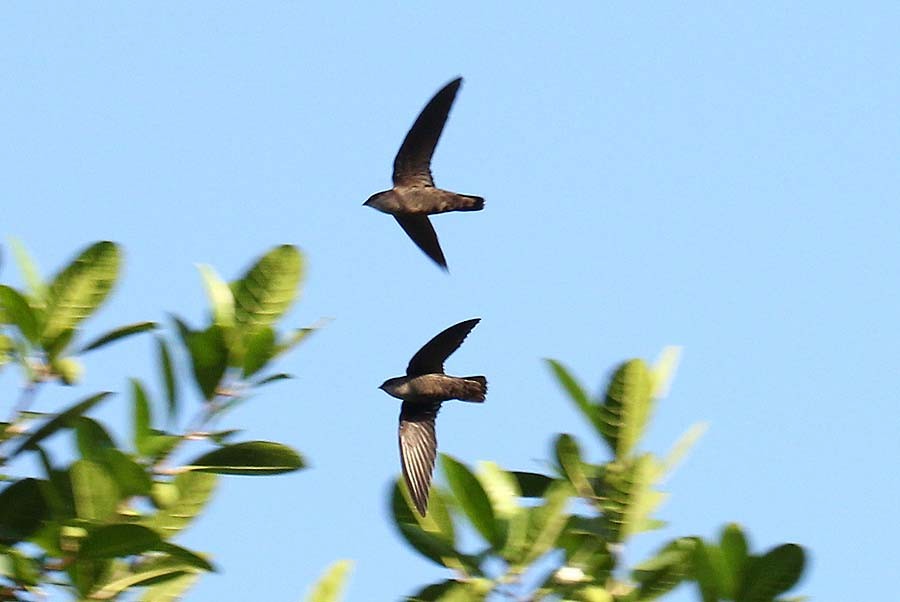 Vaux's Swift (Yucatan) - eBird