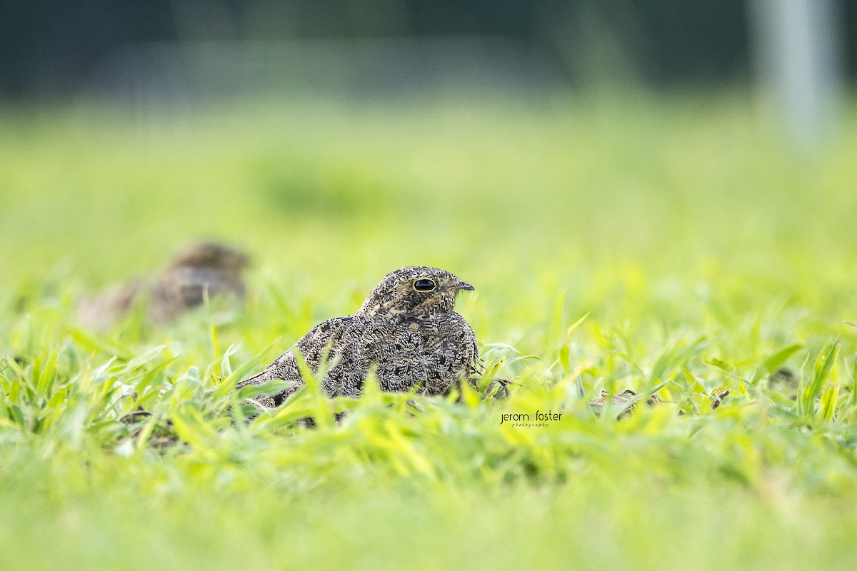 ML67224181 Nacunda Nighthawk Macaulay Library