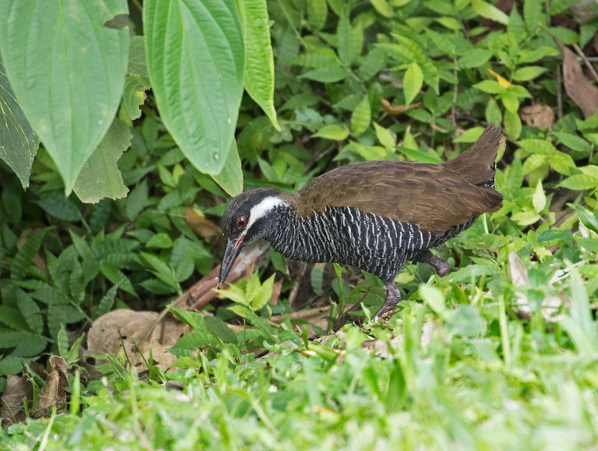 Barred Rail - Gallirallus torquatus - Birds of the World