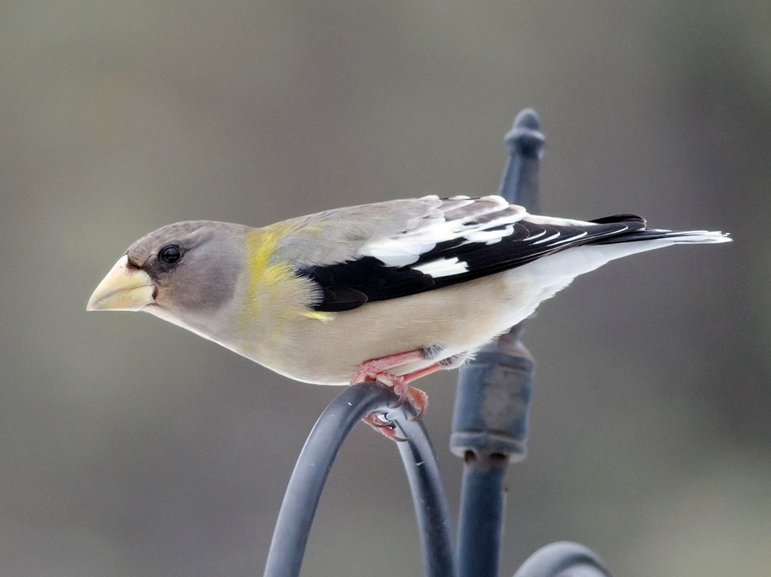 Evening Grosbeak Flying