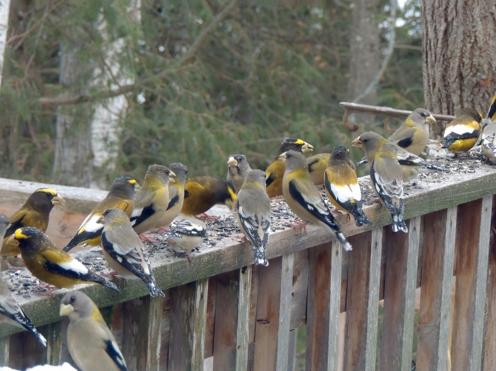 Evening Grosbeak