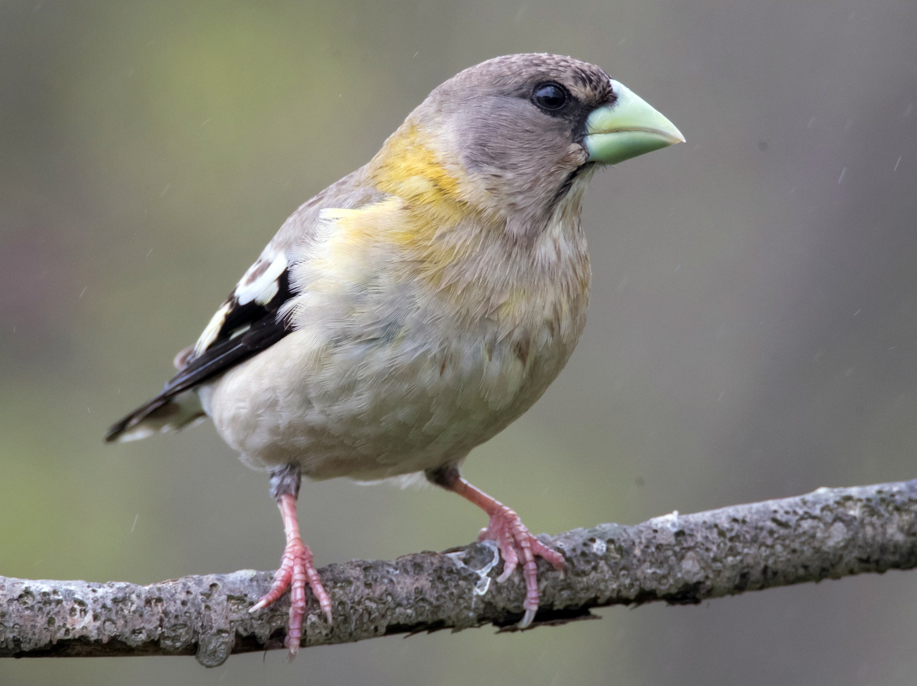 Evening Grosbeak - eBird