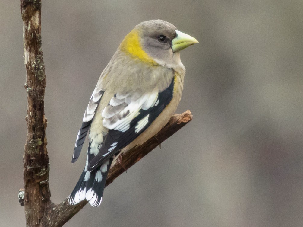 Evening Grosbeak - eBird