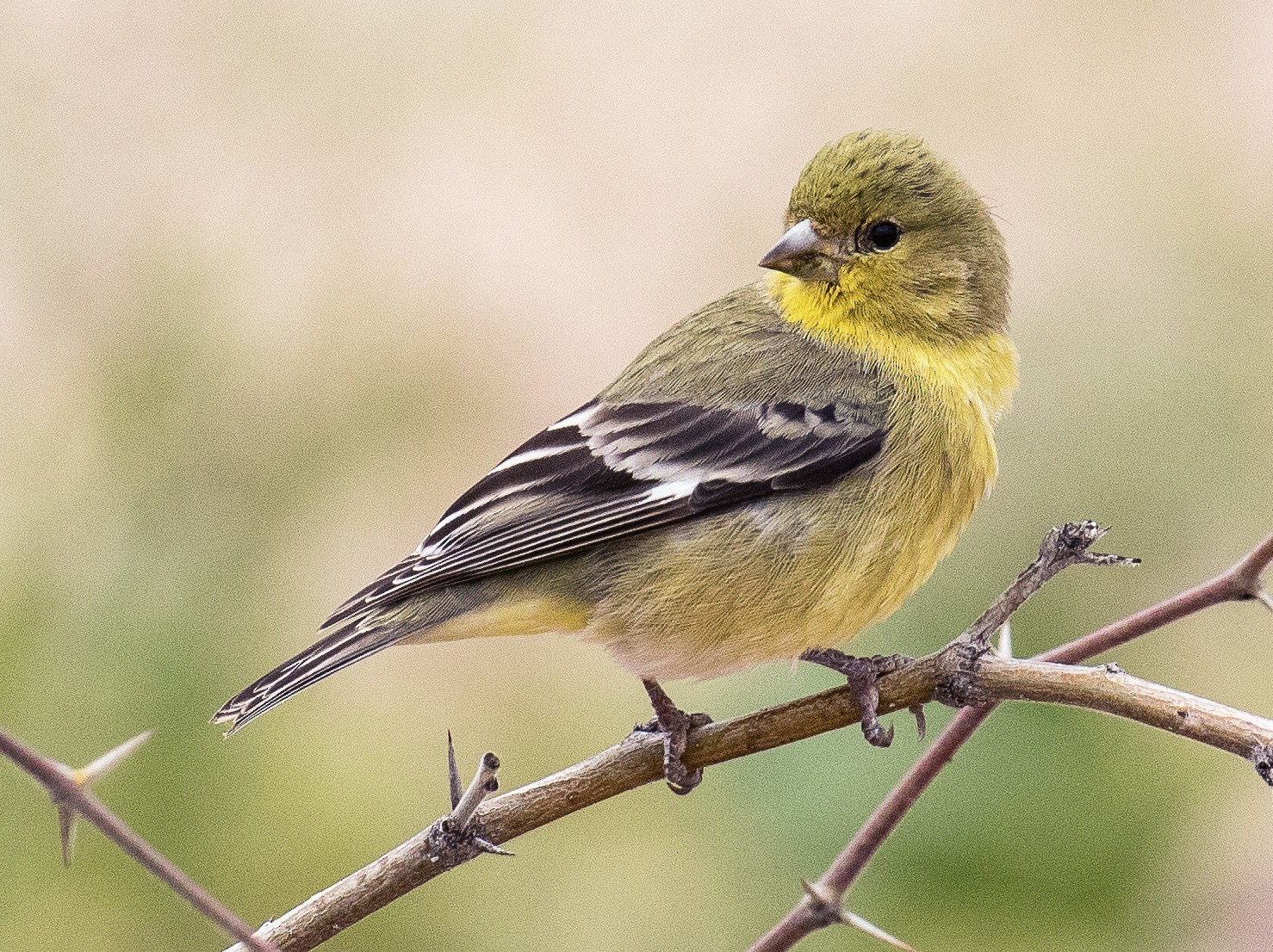 Lesser Goldfinch - eBird