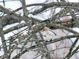 Redpoll (Arctic) - eBird