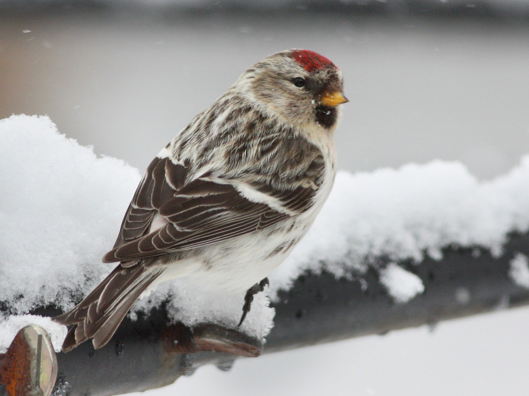 Hoary Redpoll - eBird