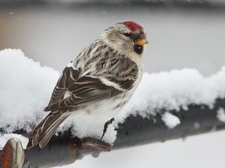 Redpoll (Arctic) - eBird