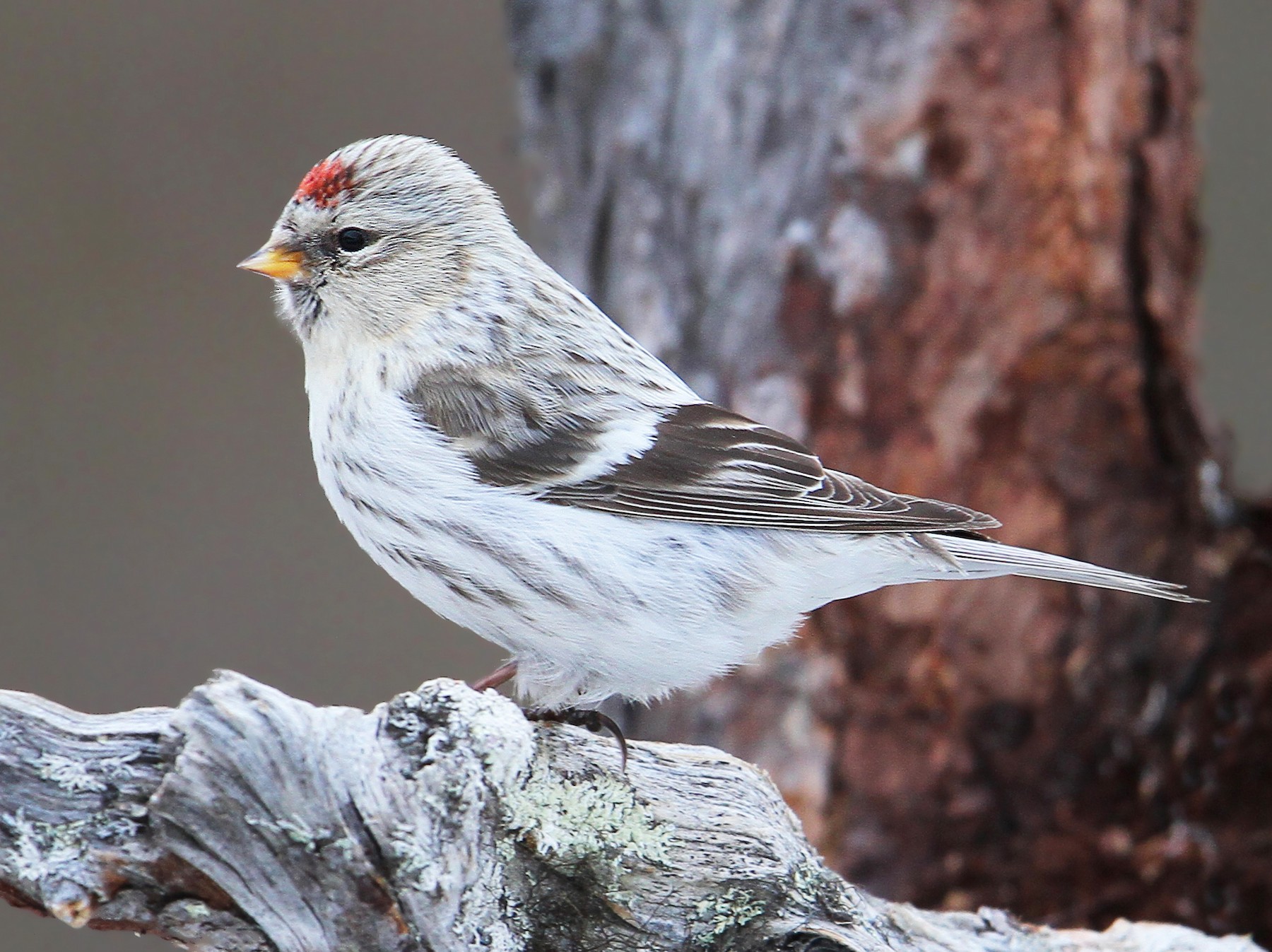Hoary Redpoll - eBird