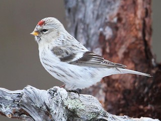 Redpoll - eBird