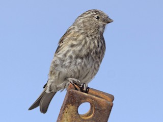 Redpoll (Common) - eBird