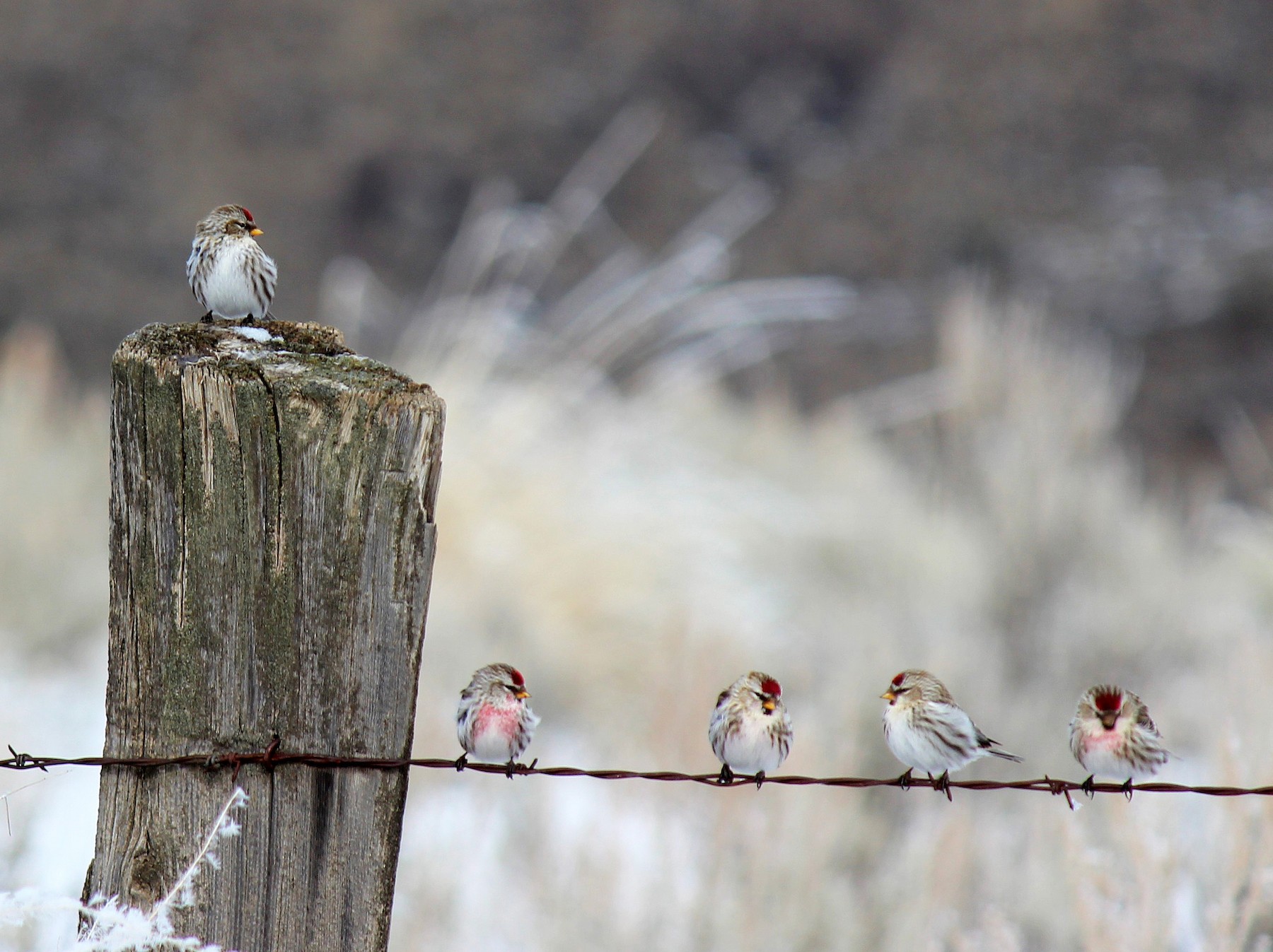 Common Redpoll - eBird