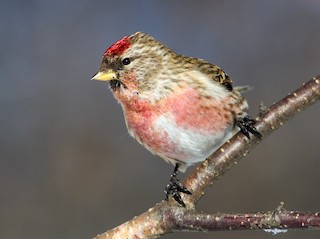 Redpoll - eBird