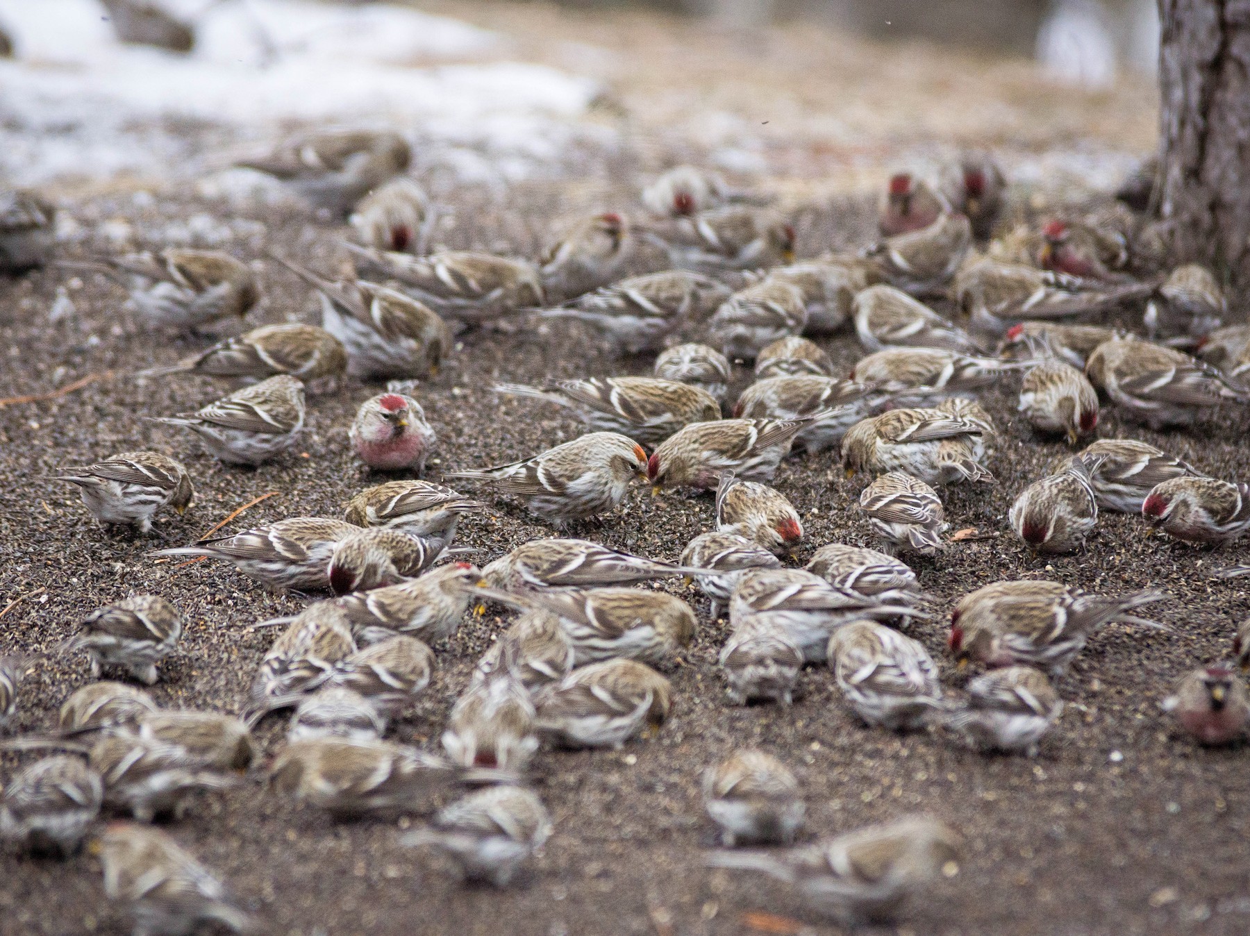 Common Redpoll - eBird