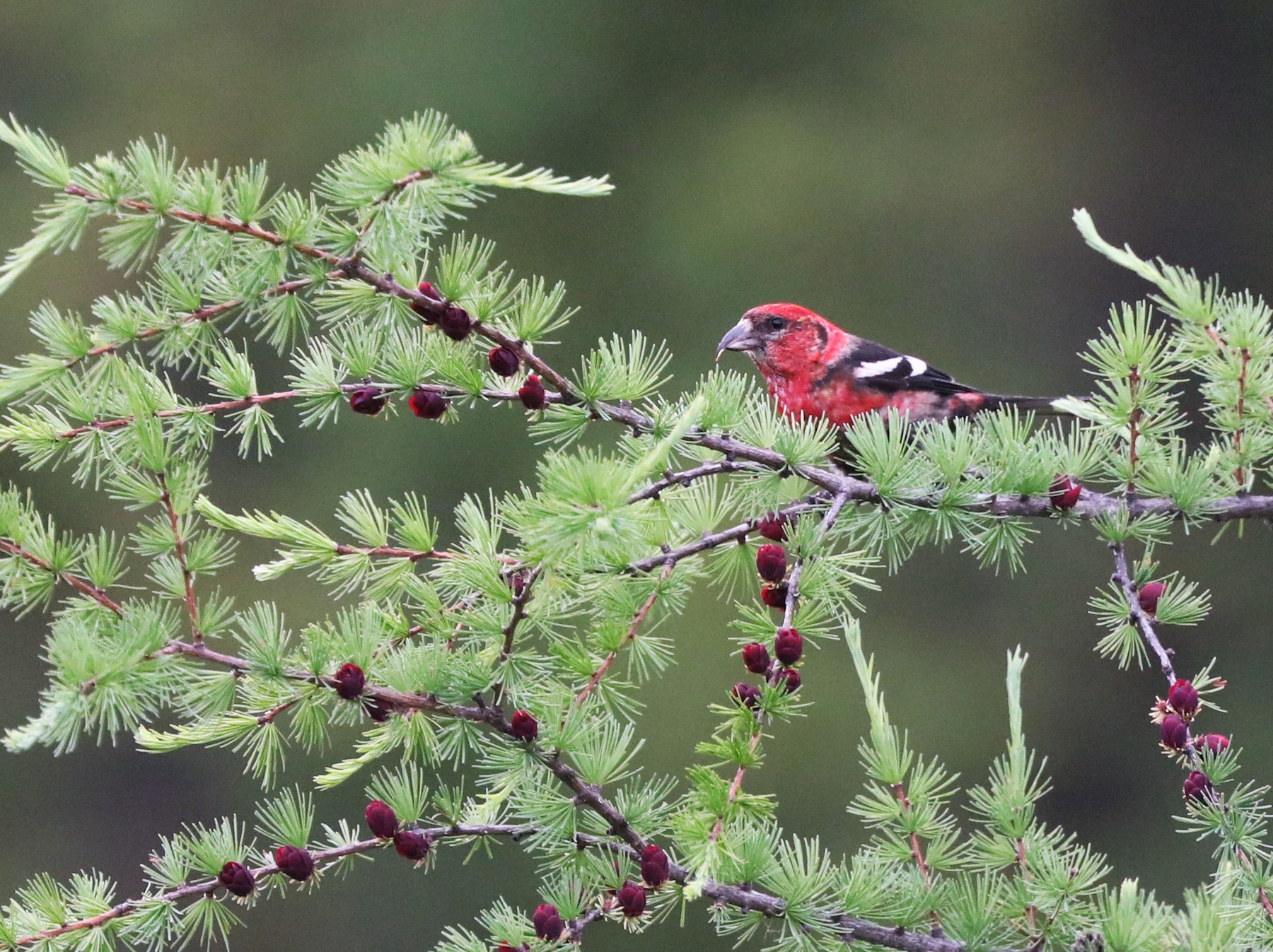 White-winged Crossbill - eBird