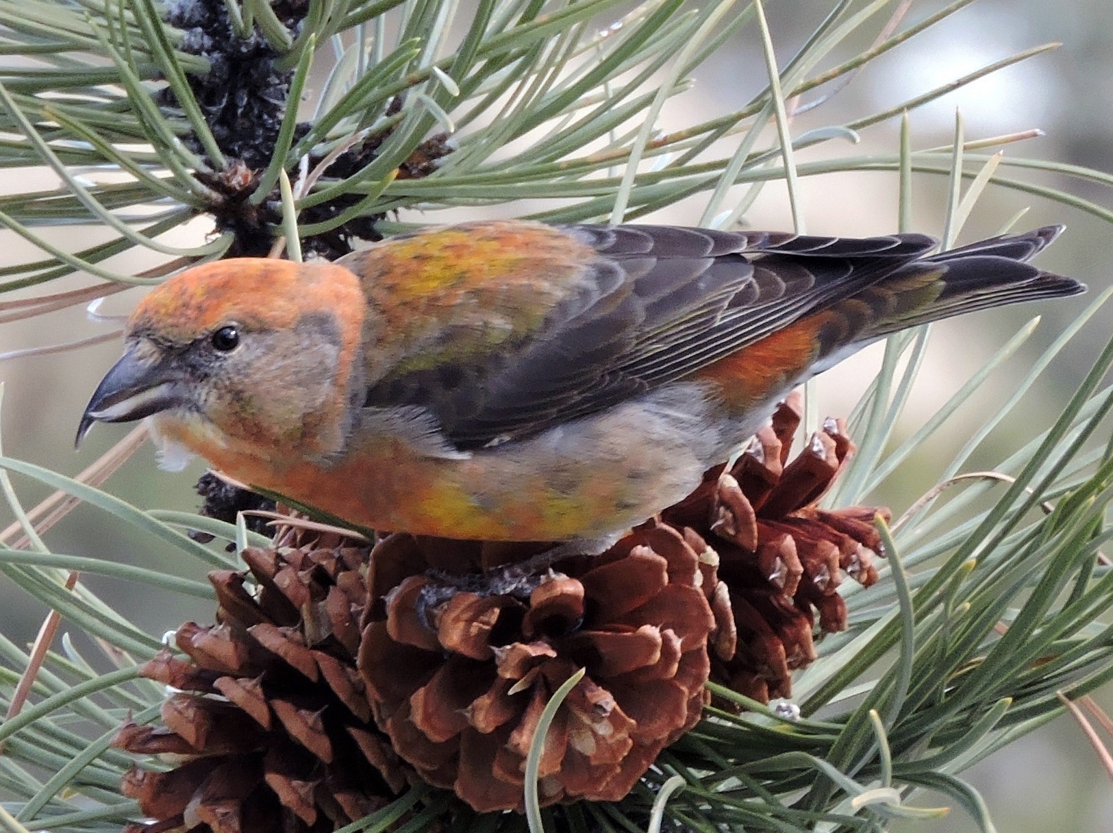 Red Crossbill - eBird