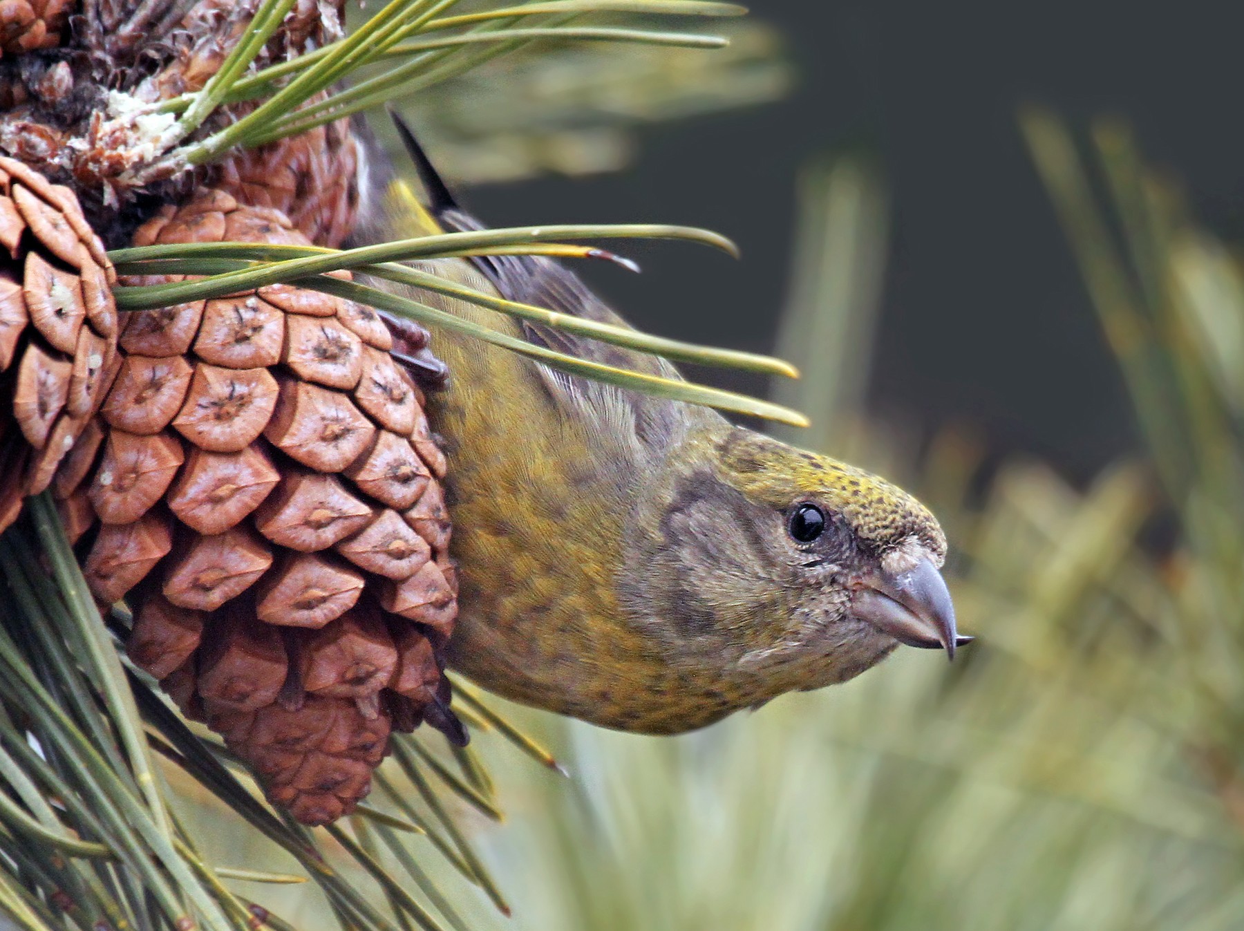 Red Crossbill - eBird