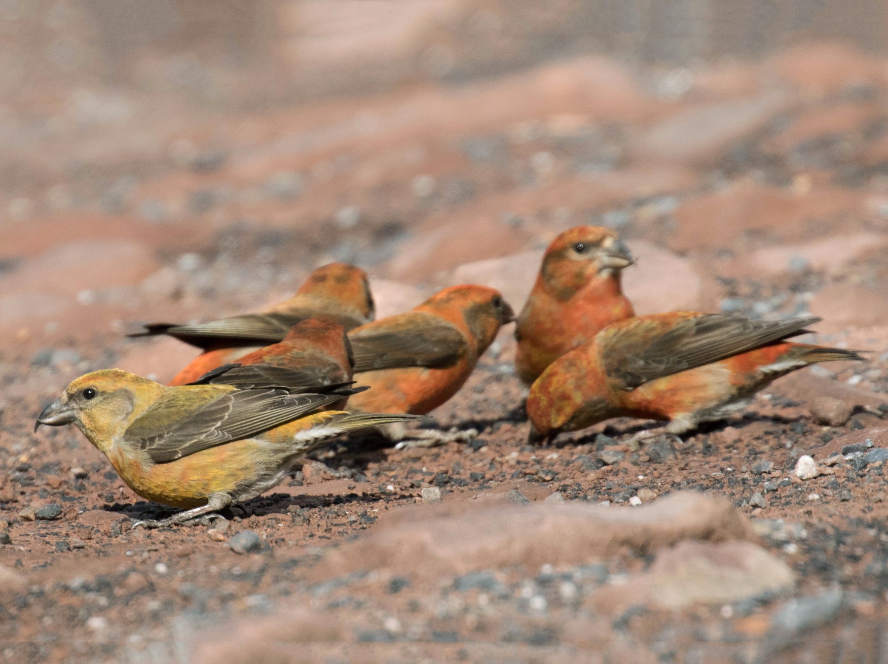 Red Crossbill - eBird
