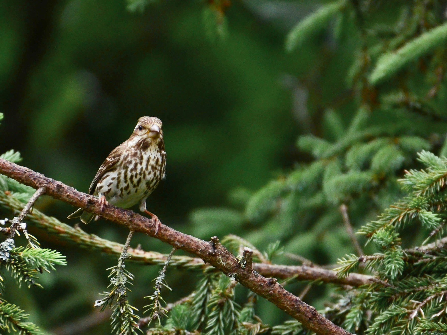 Purple Finch - eBird