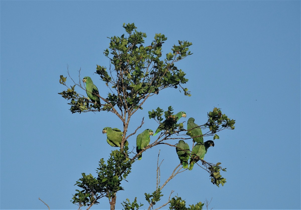 Kawall's Parrot - Amazona kawalli - Birds of the World