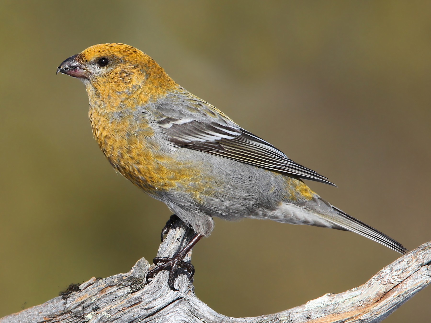 Pine Grosbeak - eBird