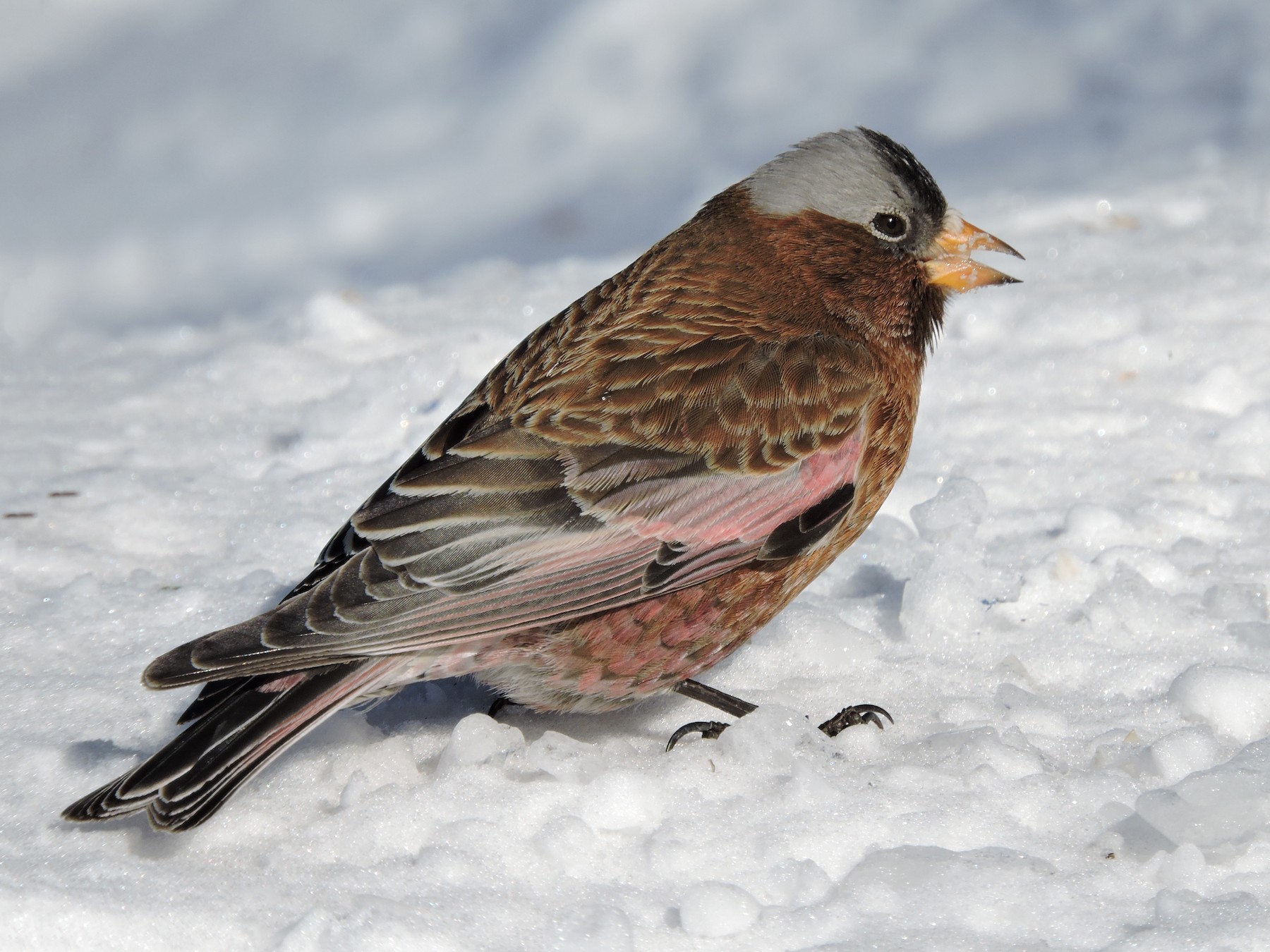 Gray-crowned Rosy-Finch - eBird