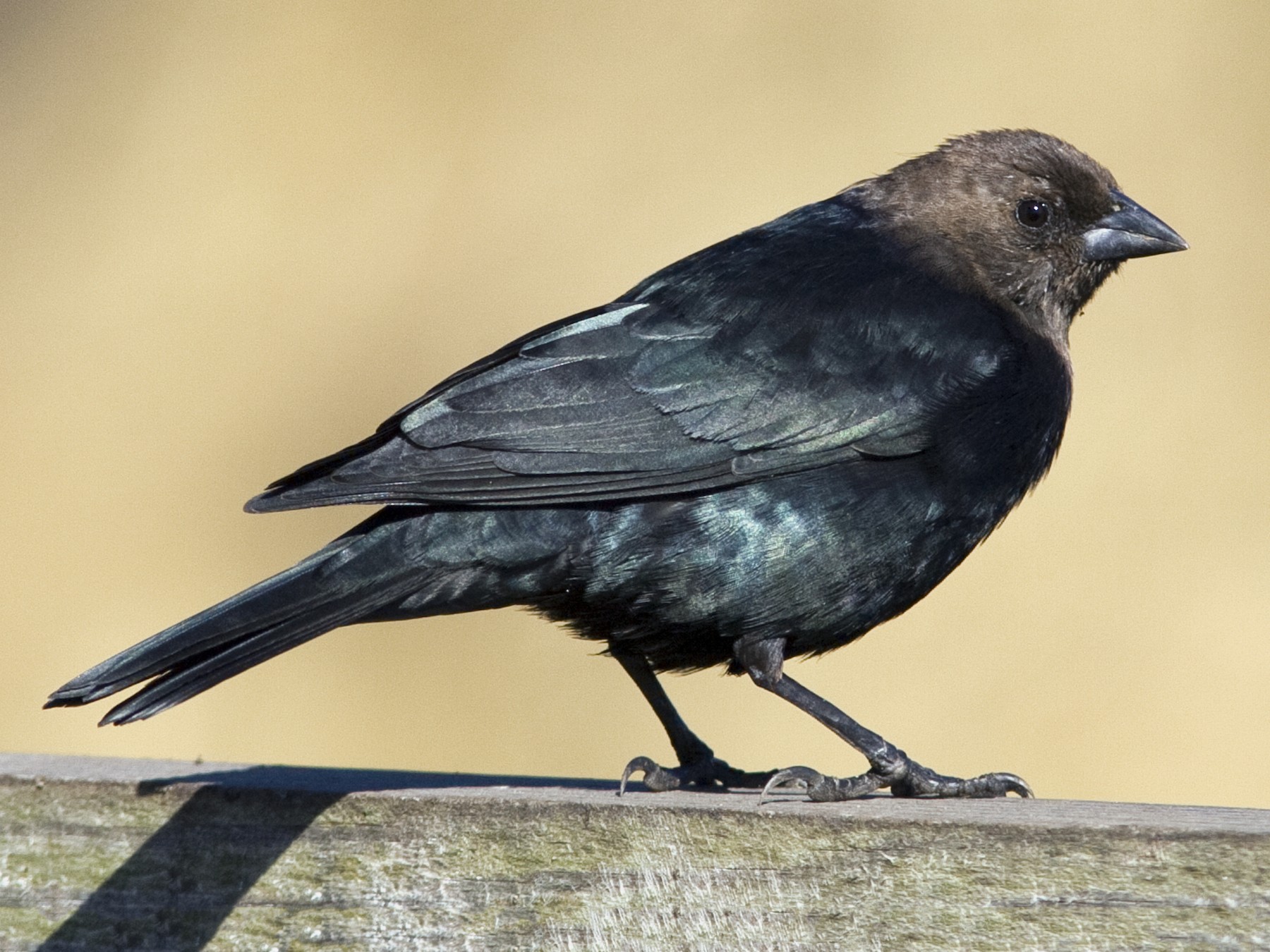 Brown-headed Cowbird - eBird
