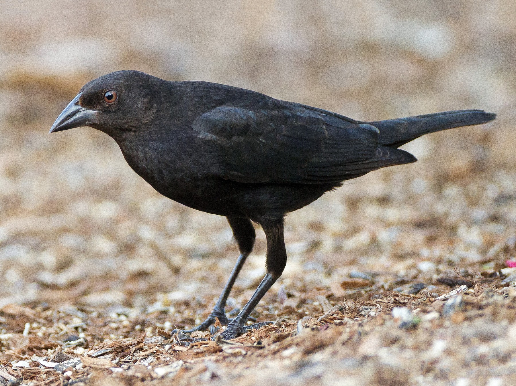 Bronzed Cowbird - eBird