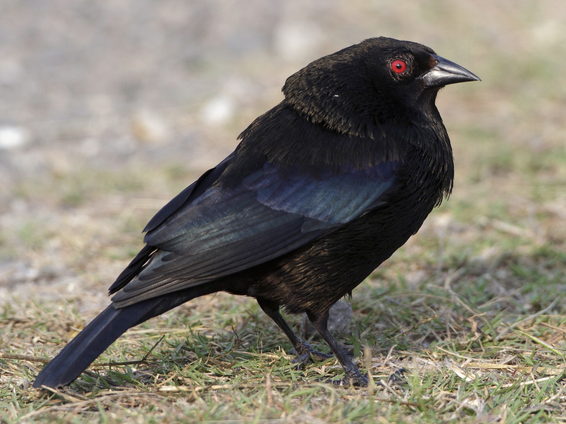 Bronzed/Bronze-brown Cowbird - eBird