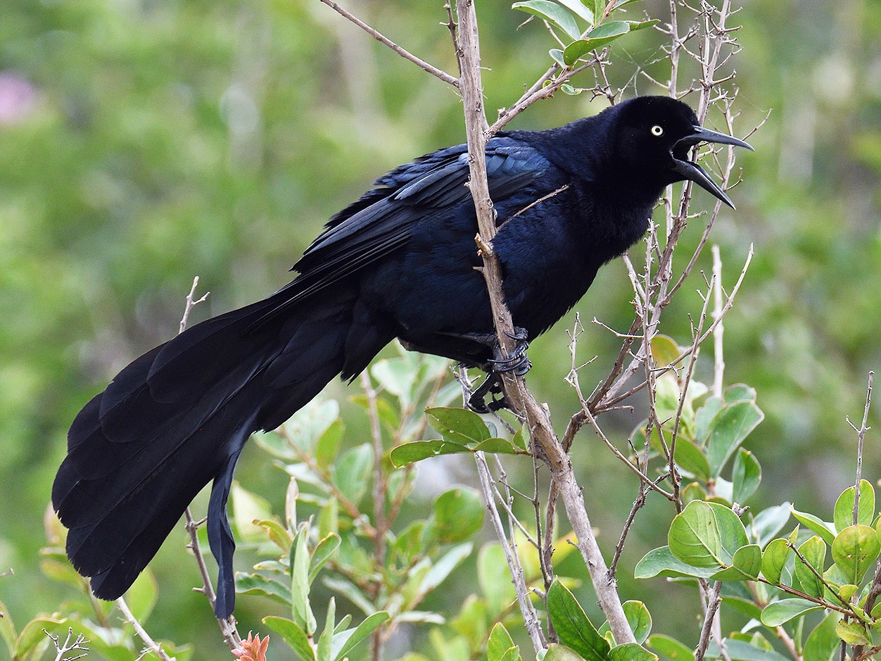 Great-tailed Grackle - eBird