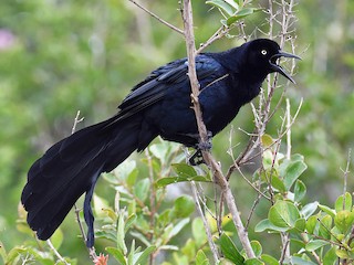 Great-tailed Grackle - eBird